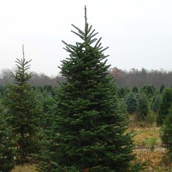 7 Foot Fir Tree | Christmas Farms